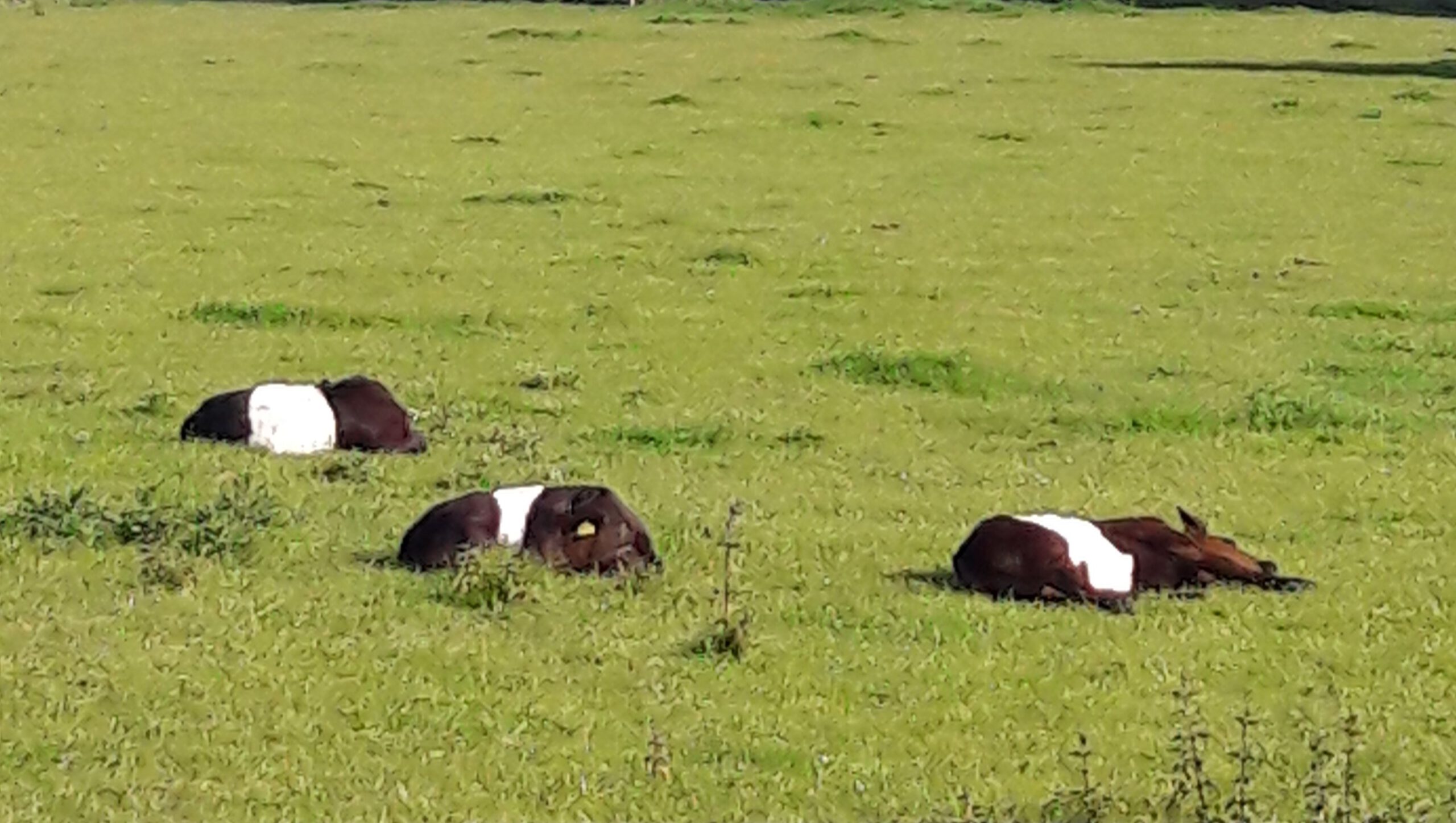 Die alle wonden heelt – Ongrond